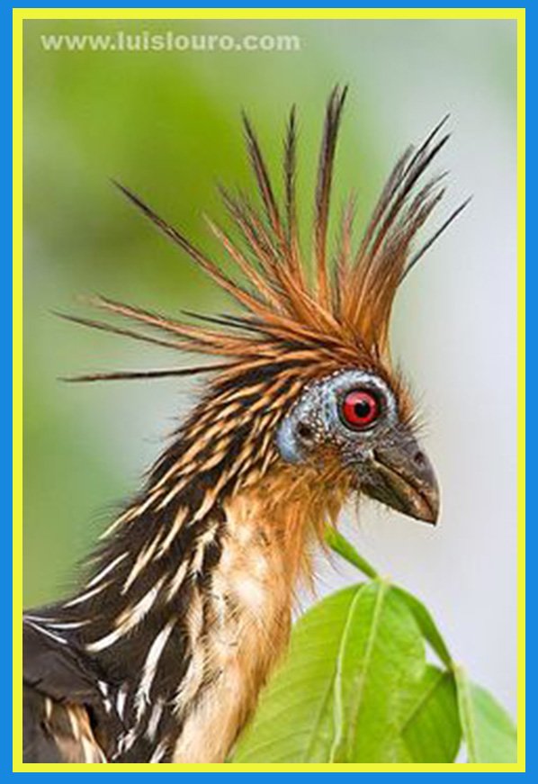 Solve Hoatzin (Opisthocomus hoazin), also known as the Hoactzin ...