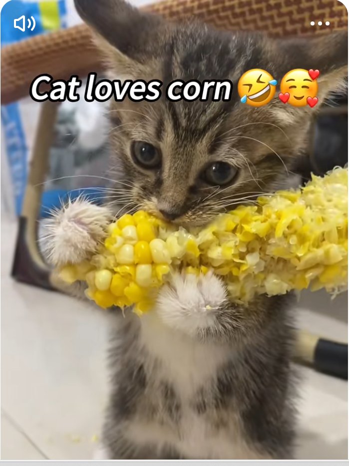 Solve If your cat does seem to like corn, you can give them a few ...