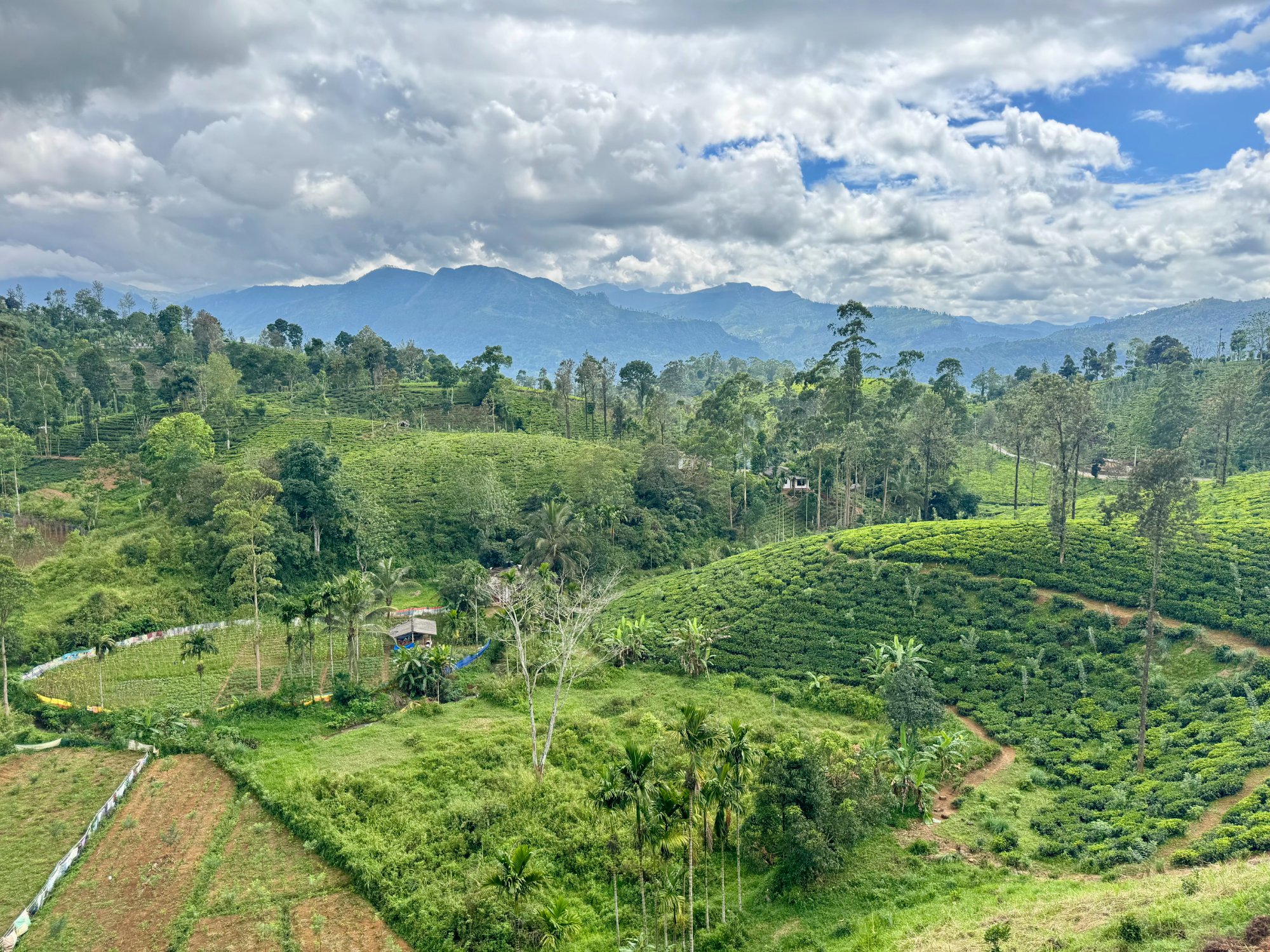 Solve Tea Plantation , Central Province, SRI LANKA jigsaw puzzle online ...