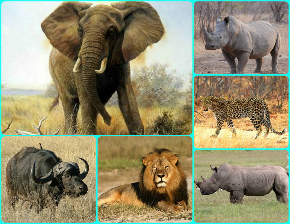 Solve Theme: Africa's Big Five jigsaw puzzle online with 20 pieces