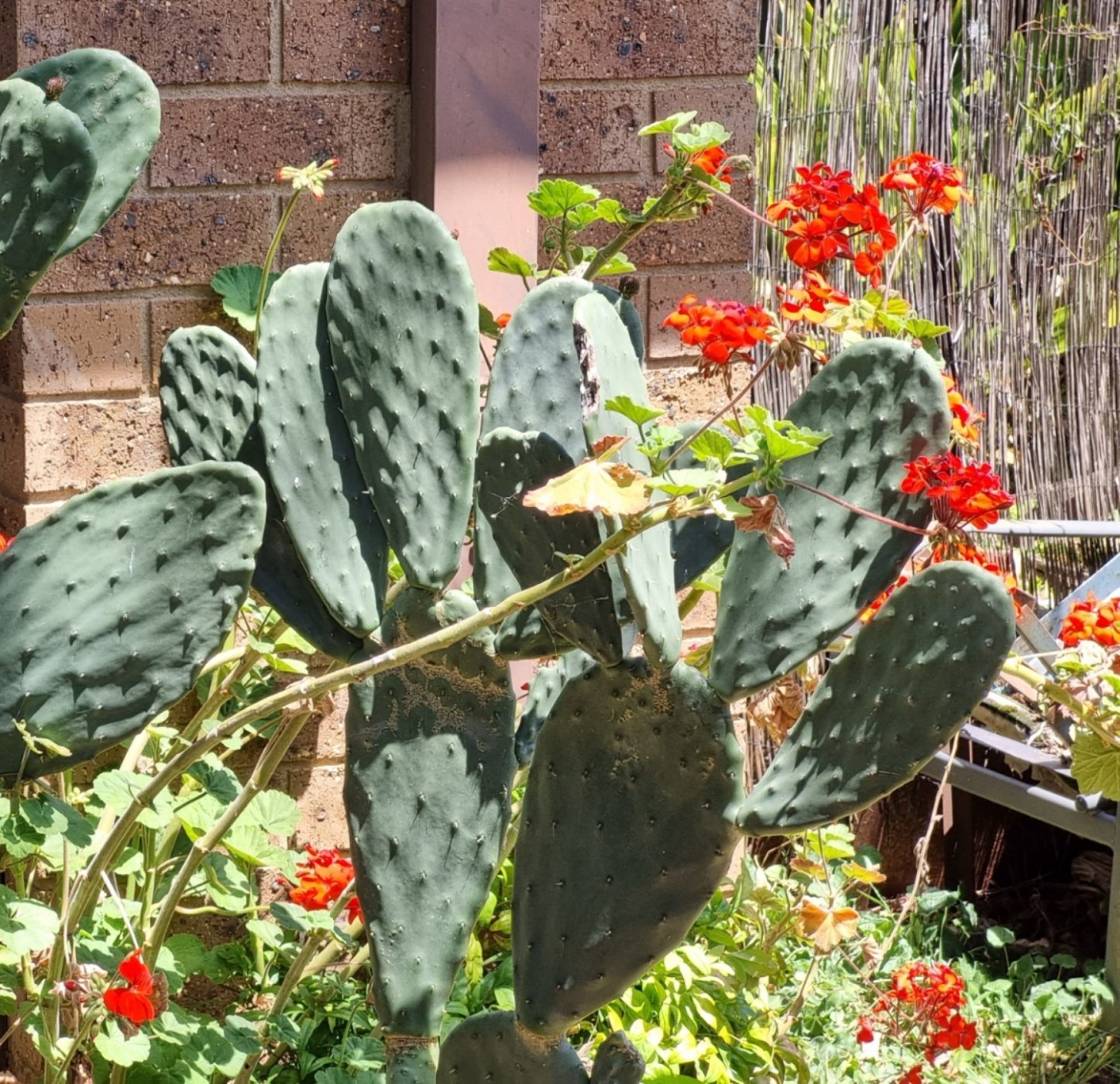 Solve Cactus & Geranium jigsaw puzzle online with 49 pieces