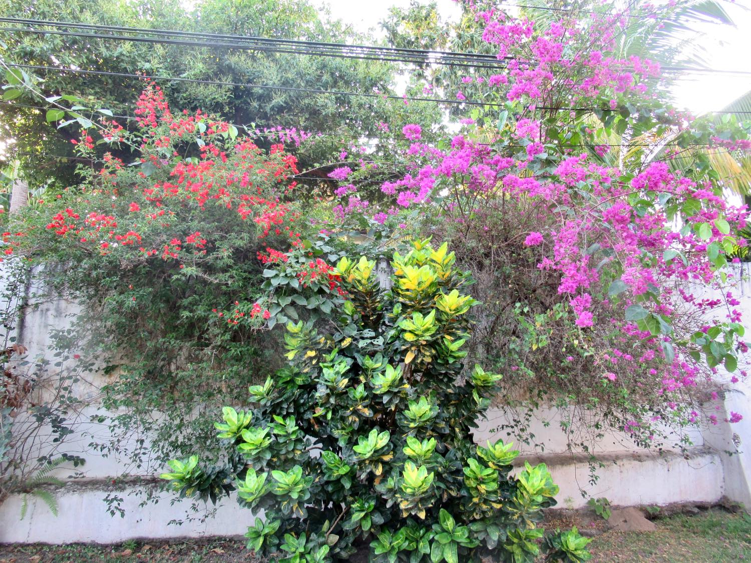 Solve Flowering bushes jigsaw puzzle online with 88 pieces