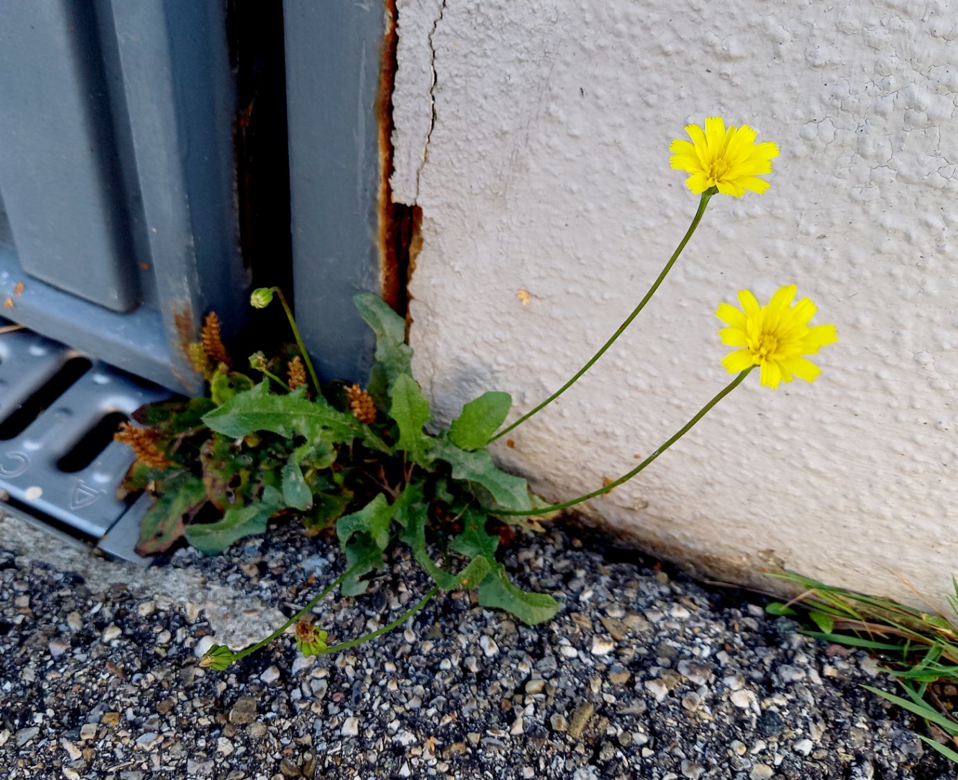 Solve Urban Biodiversity jigsaw puzzle online with 30 pieces