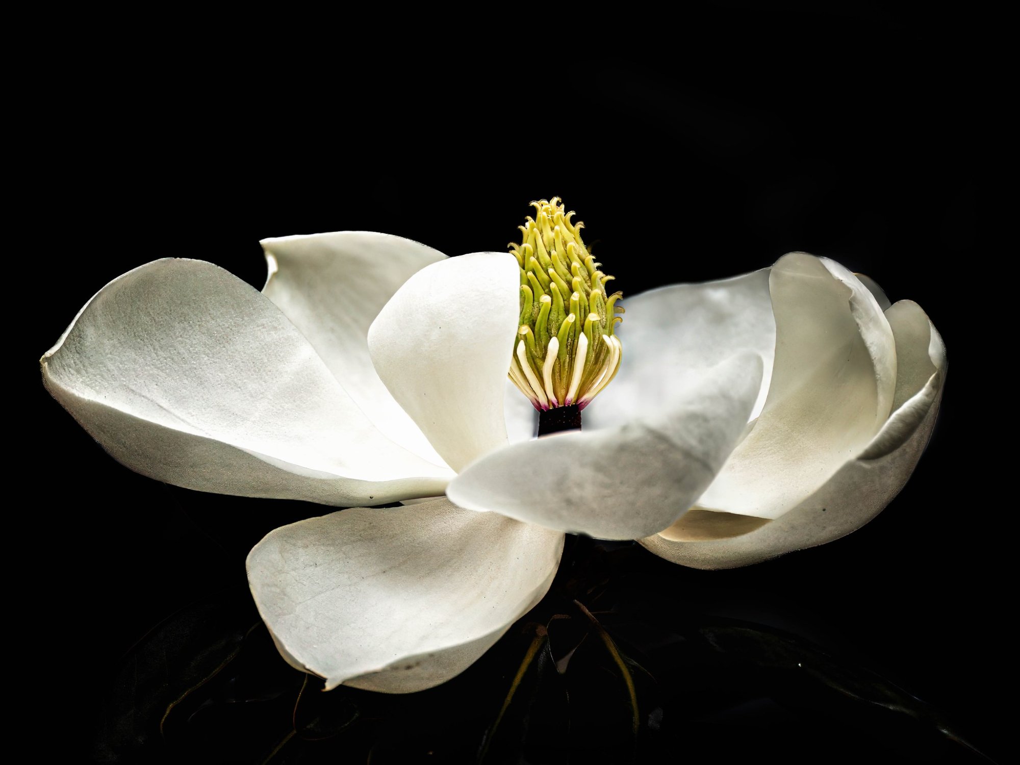 Solve 'The Belle of the South' jigsaw puzzle online with 99 pieces