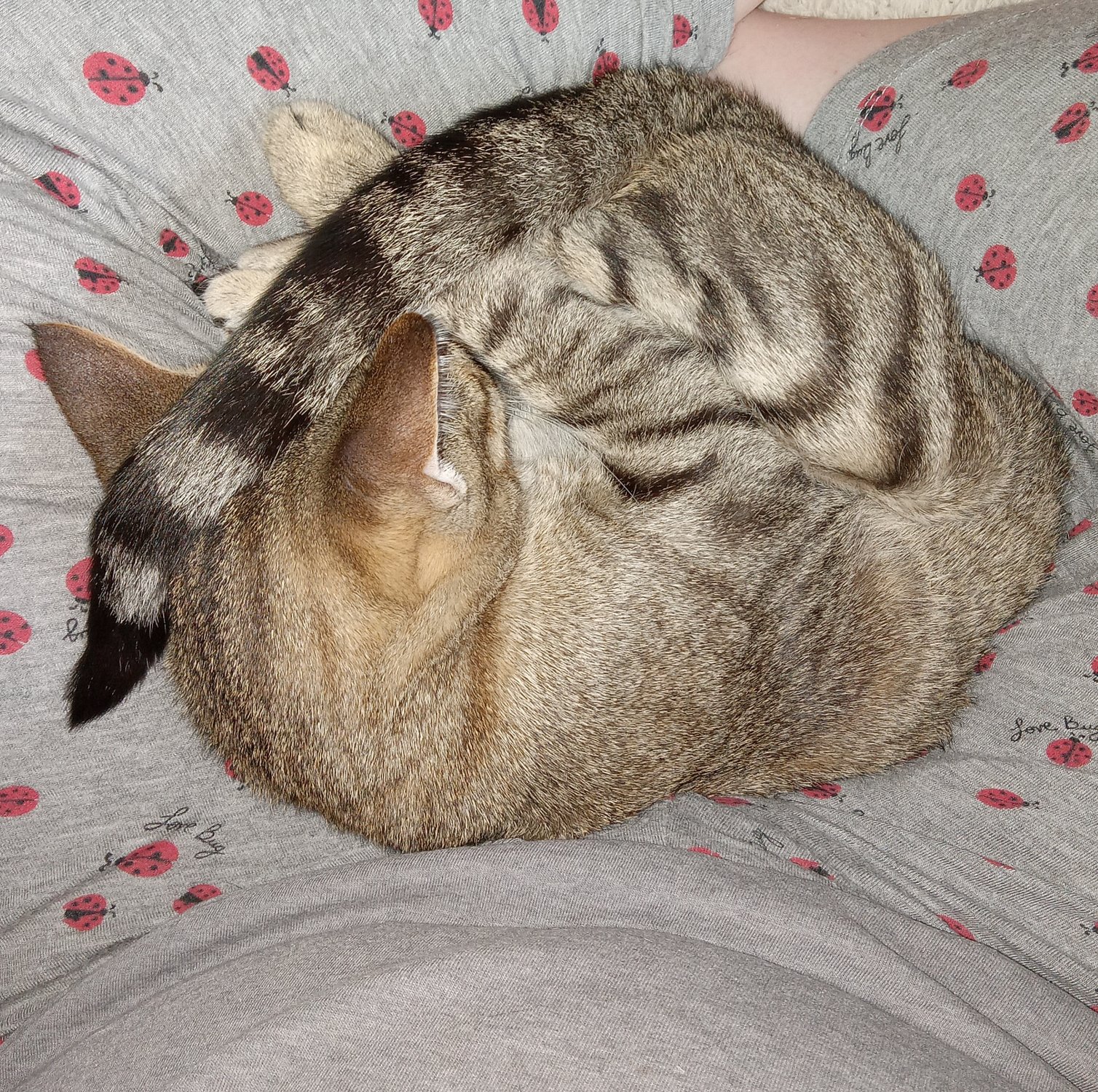 Solve A bitty ball of Bambina jigsaw puzzle online with 144 pieces