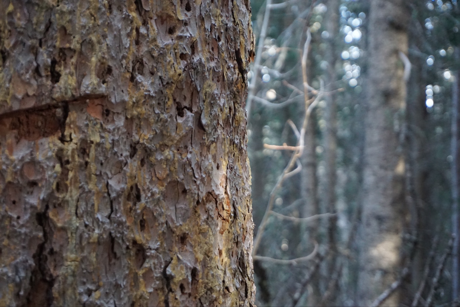 Solve Tree Bark jigsaw puzzle online with 294 pieces