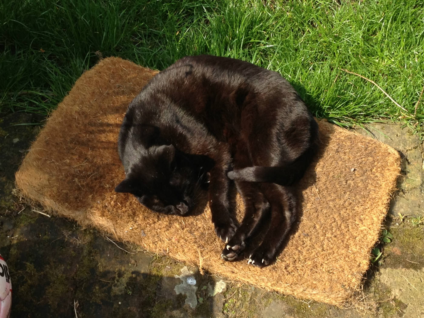 Solve Cat on mat jigsaw puzzle online with 154 pieces