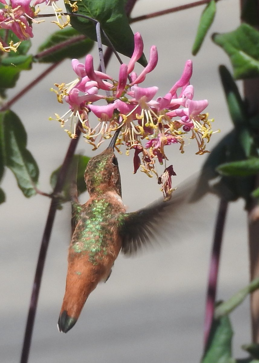 Solve Allen's Hummingbird feeding from Hairy Honeysuckle in front of ...