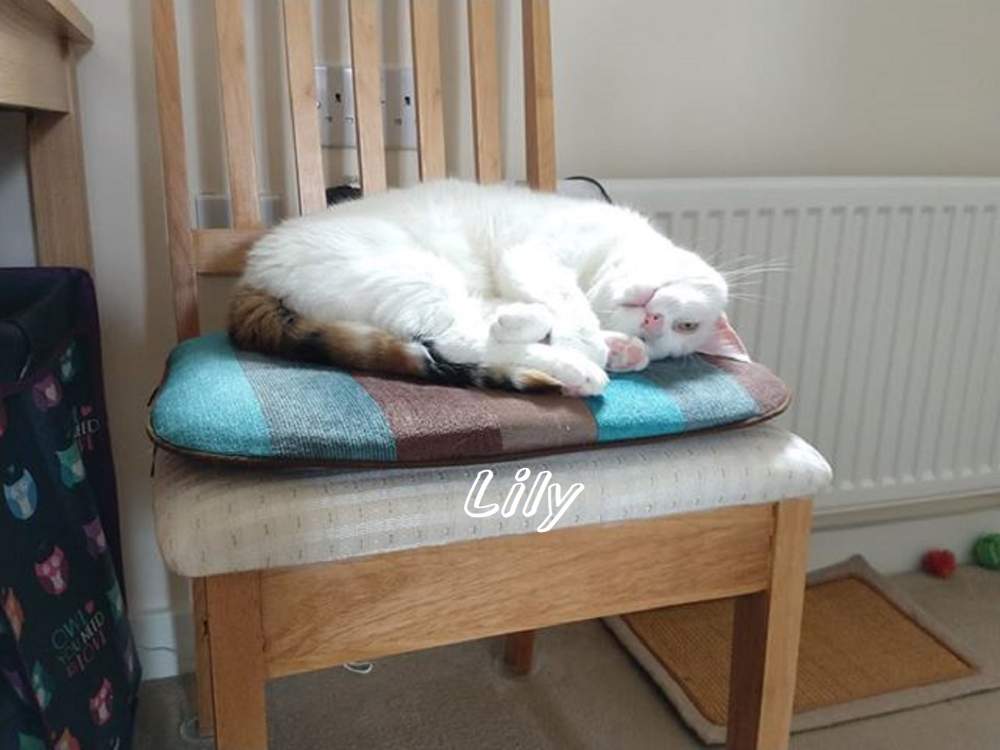 Solve Lily 0266 - coy jigsaw puzzle online with 12 pieces