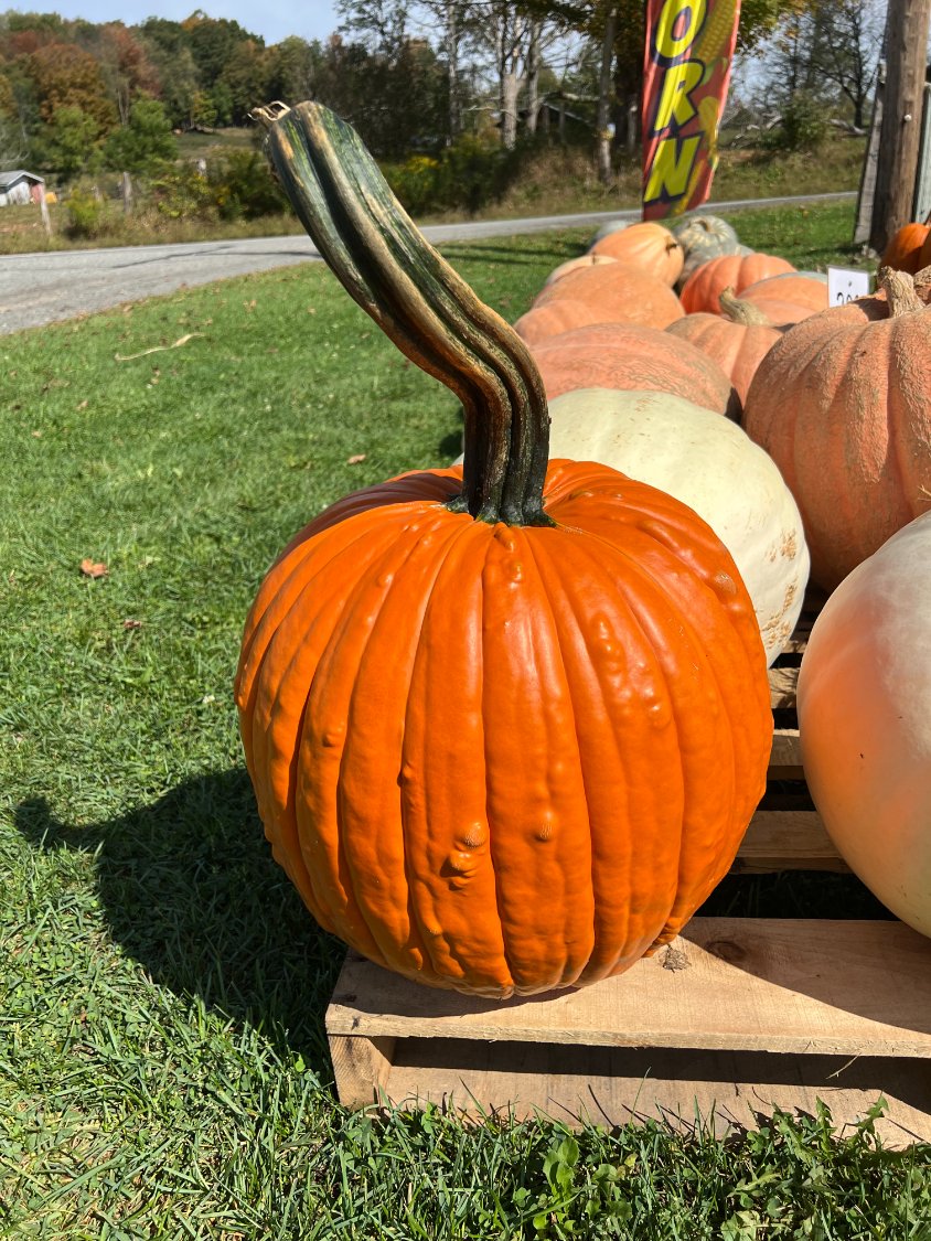 Jigsaw Puzzle | 20 pieces | King of the Pumpkin Patch | Jigidi