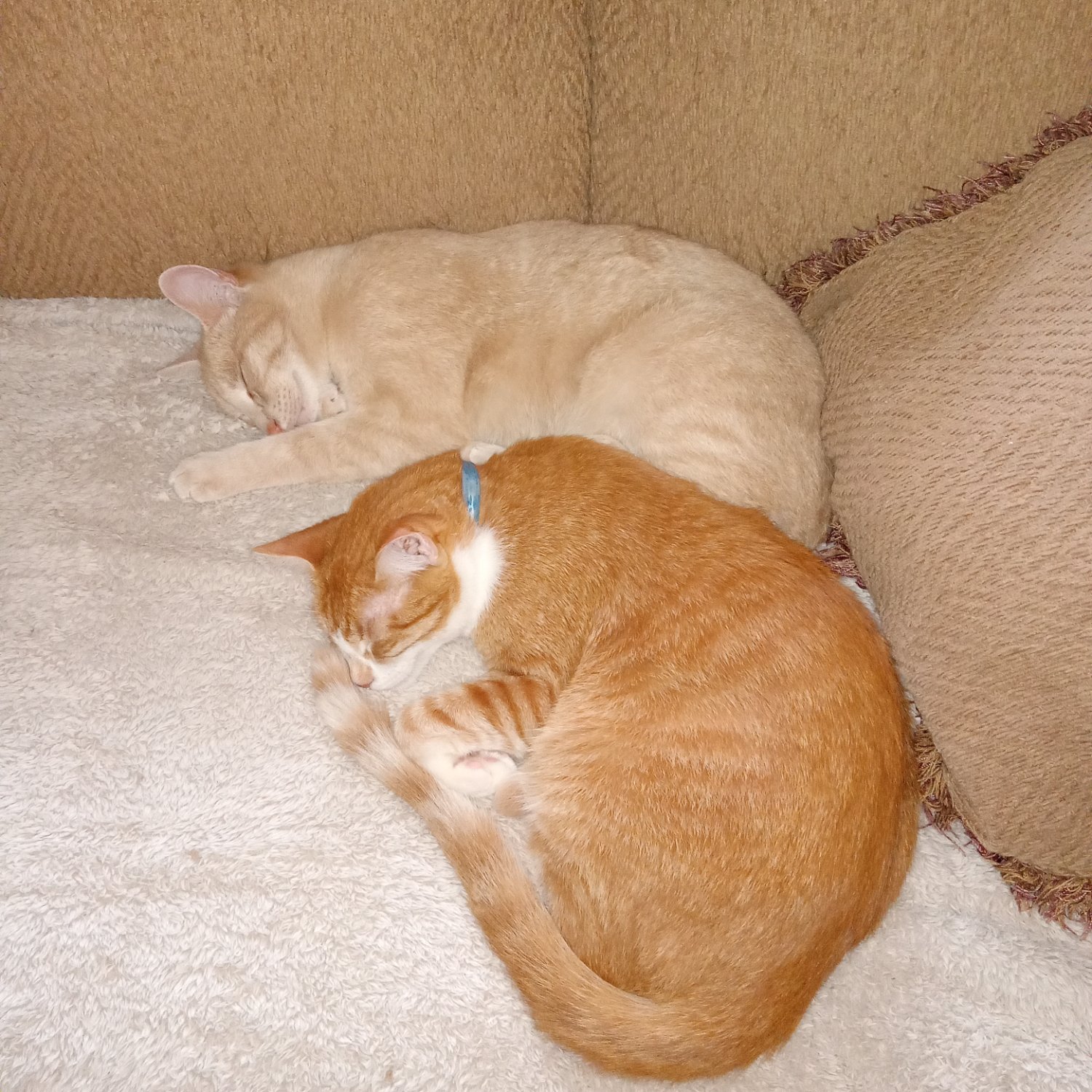 Solve Uncle Ernie and Cheeto jigsaw puzzle online with 100 pieces