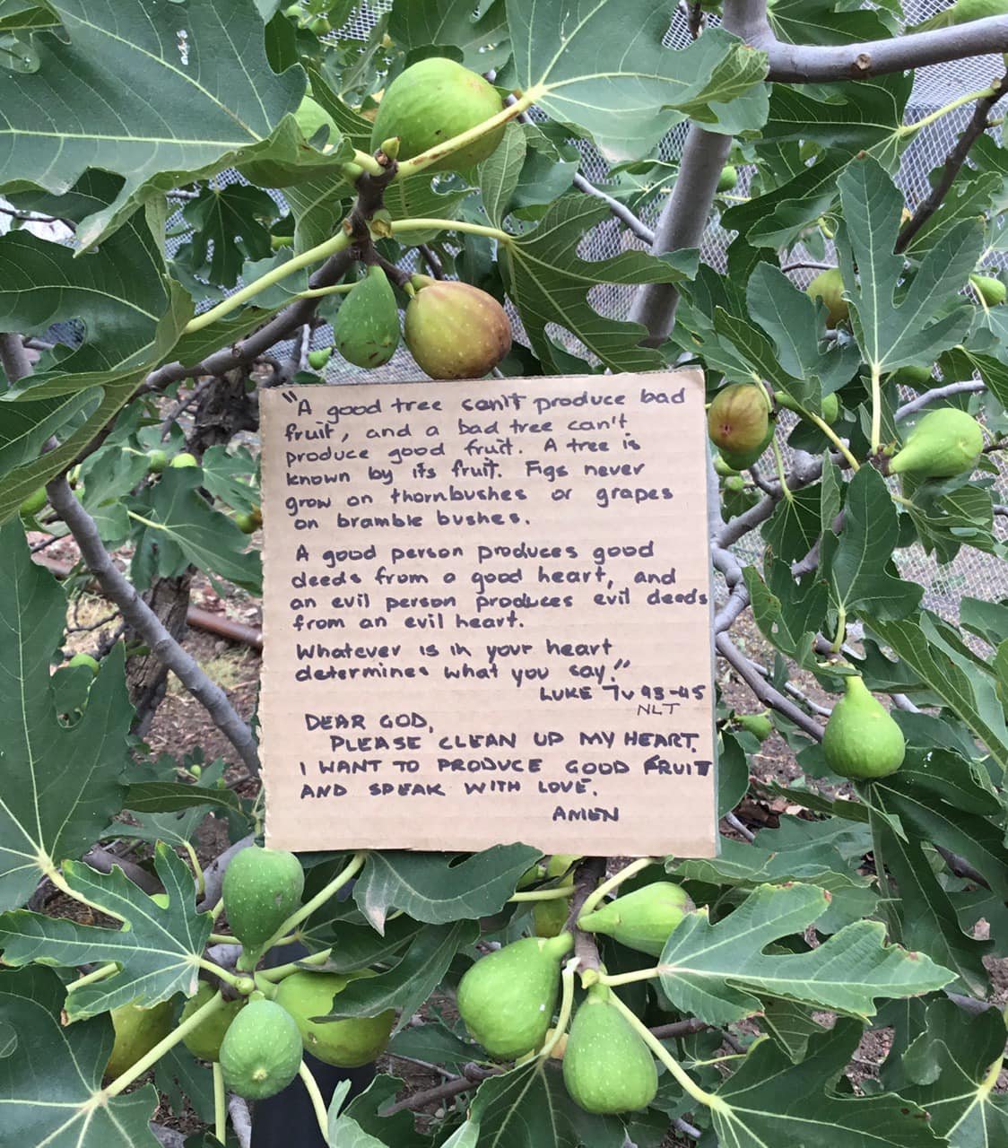 Solve Fig tree with a message jigsaw puzzle online with 99 pieces