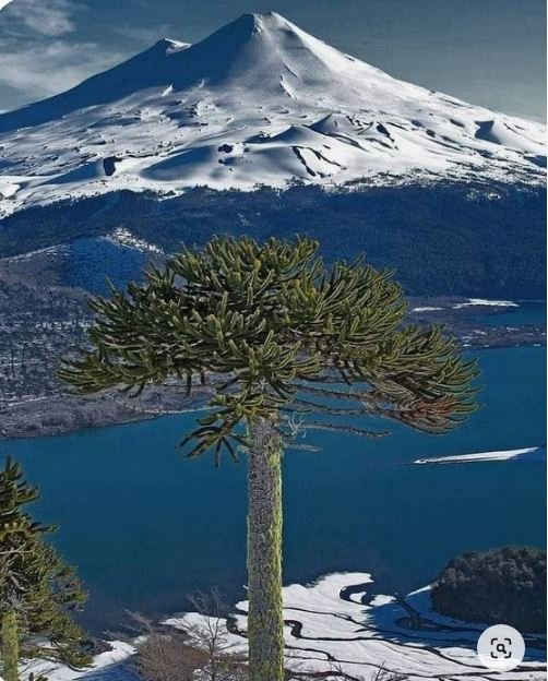 Solve winter waiting for spring jigsaw puzzle online with 42 pieces