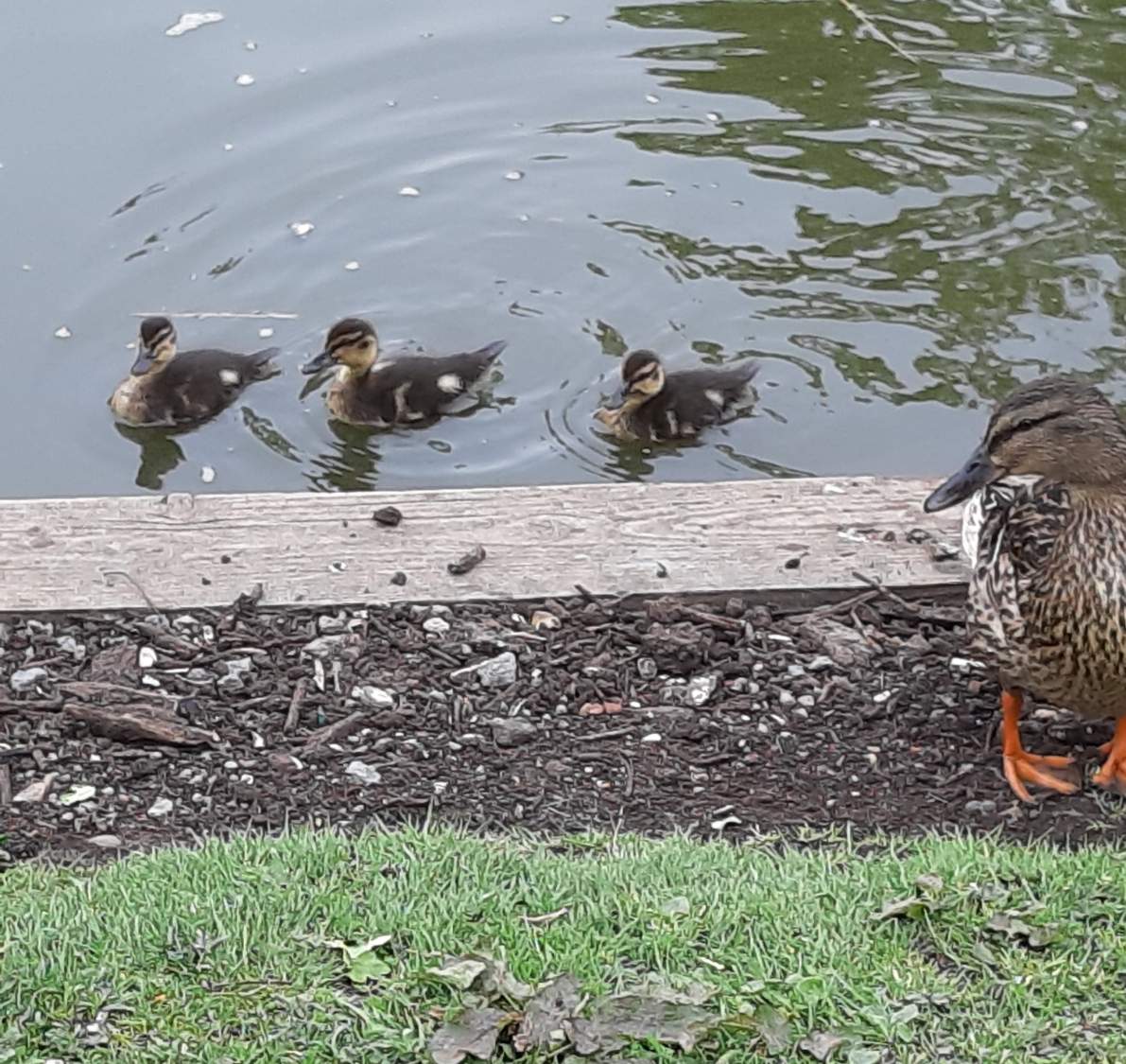 Solve Ducklings jigsaw puzzle online with 64 pieces