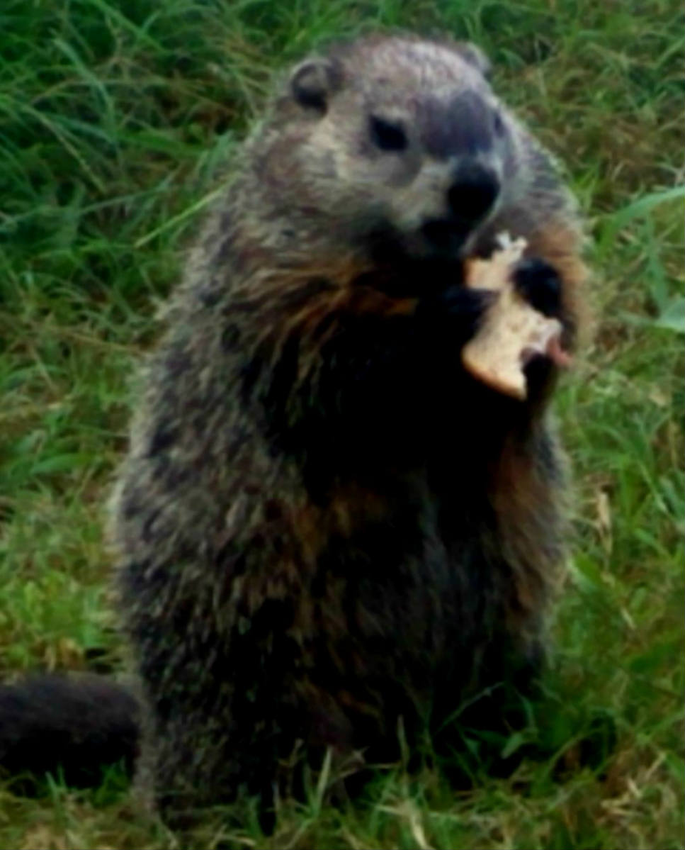 Solve Ground Hog jigsaw puzzle online with 320 pieces