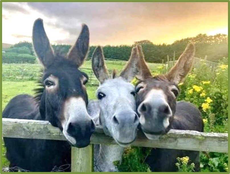Solve Happy Donkeys With A Happy Donkey Video! jigsaw puzzle online ...