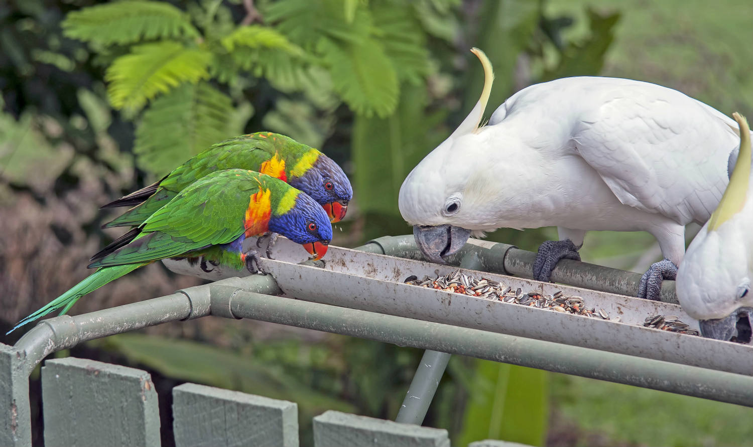 Solve Rainbow Lorikeets and Cockatoo - smallest jigsaw puzzle online ...