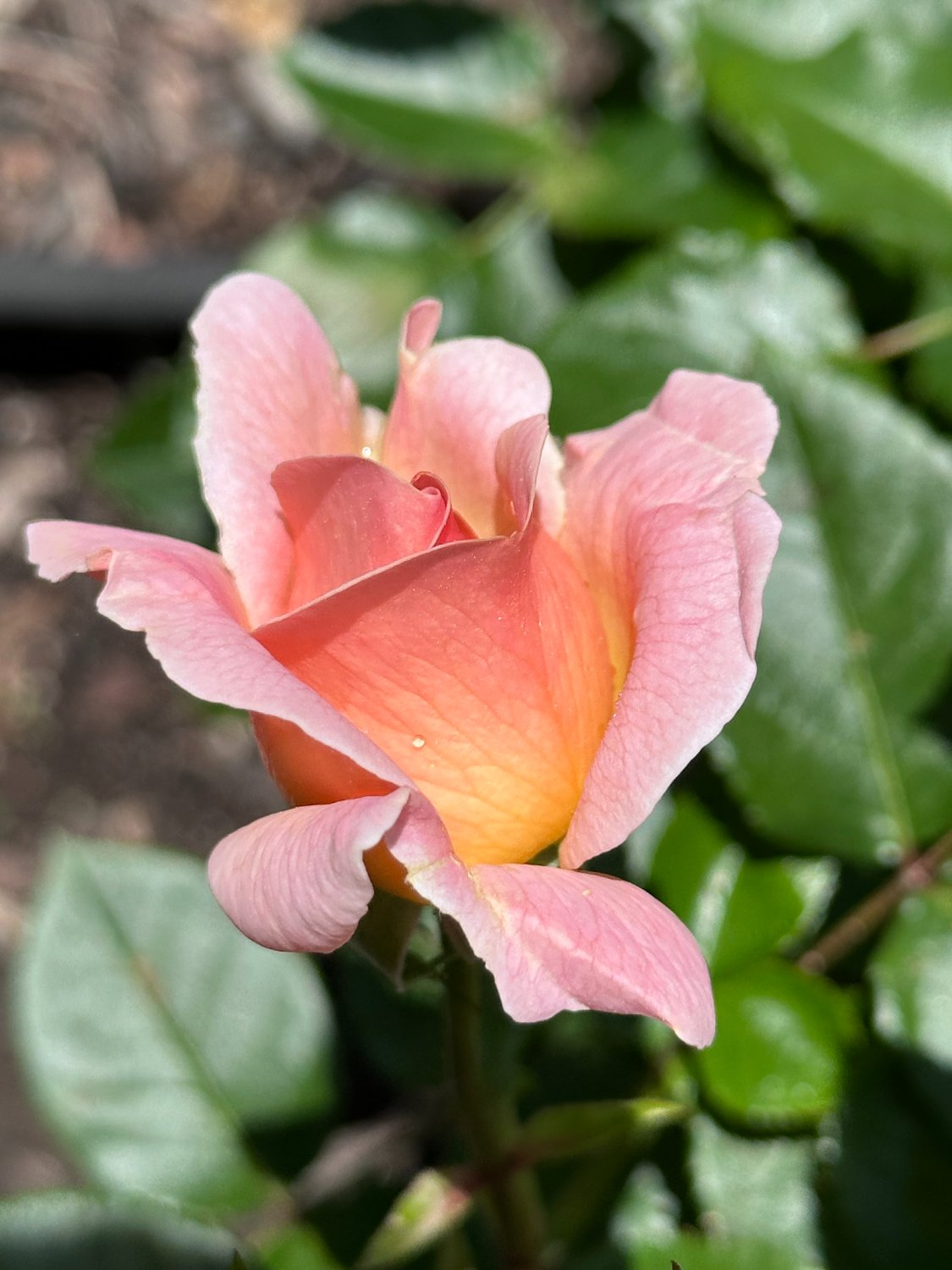 Solve Rosebud opening jigsaw puzzle online with 130 pieces