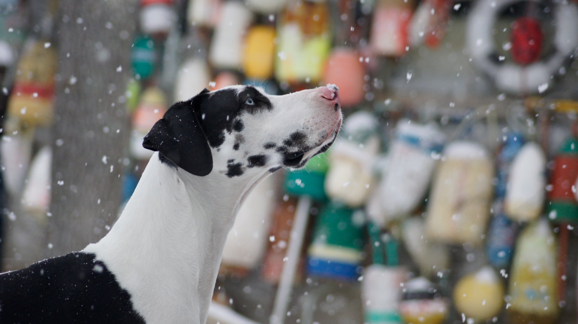 Solve Snowflakes jigsaw puzzle online with 66 pieces