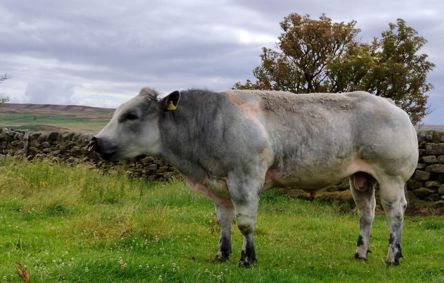Solve Murray Grey Bull at Bradup Farm, West Yorkshire jigsaw puzzle ...