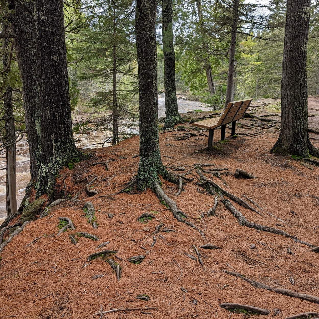 Solve Needles & Bench jigsaw puzzle online with 100 pieces