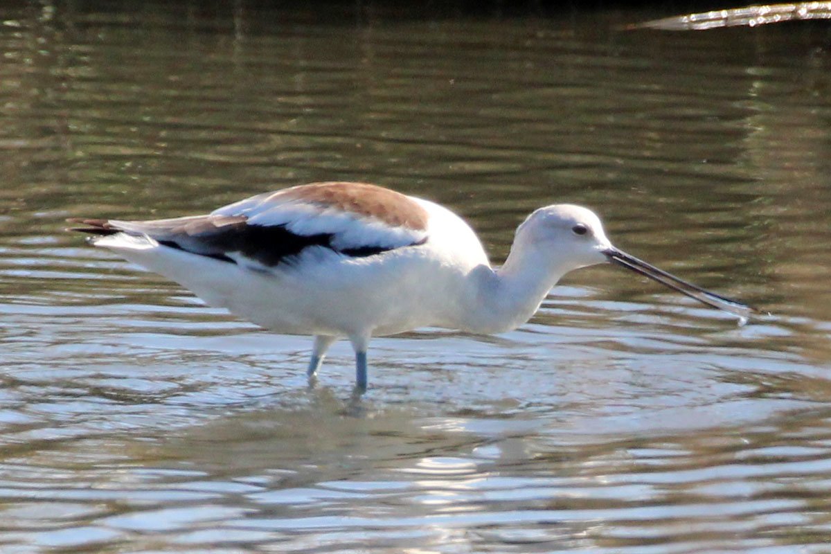 Solve American Avocet, Fomosa Slough, San Diego, California jigsaw ...