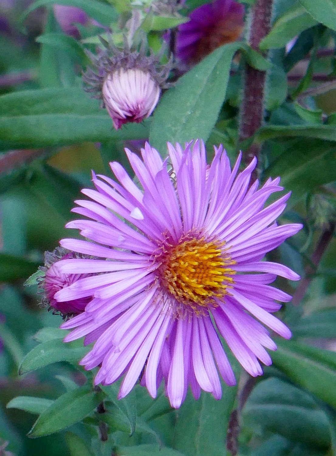 Jigsaw Puzzle | 63 pieces | Za plotem :) | Jigidi