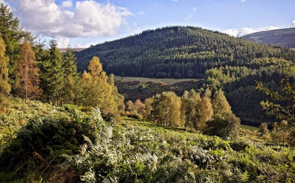 Solve 2021 land survey reveals that Scottish forests are the biggest in ...