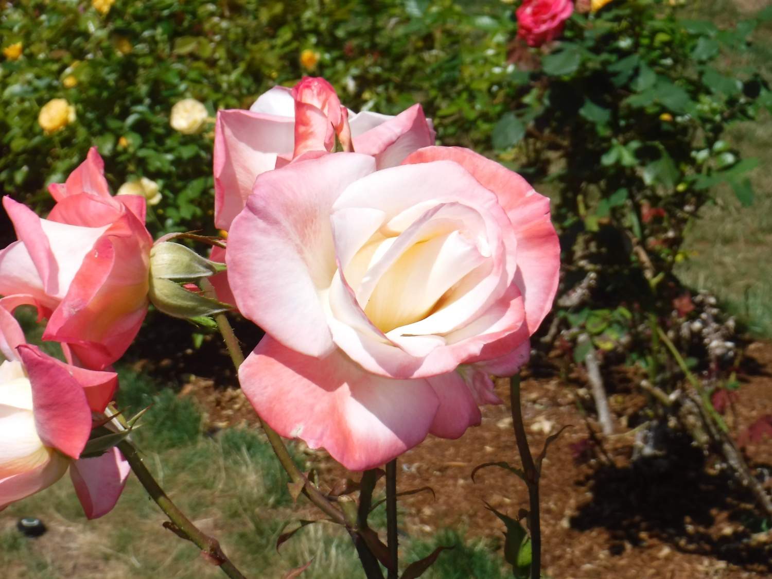 Solve Rose Garden, Shore Acres State Park, near Coos Bay, Oregon jigsaw ...