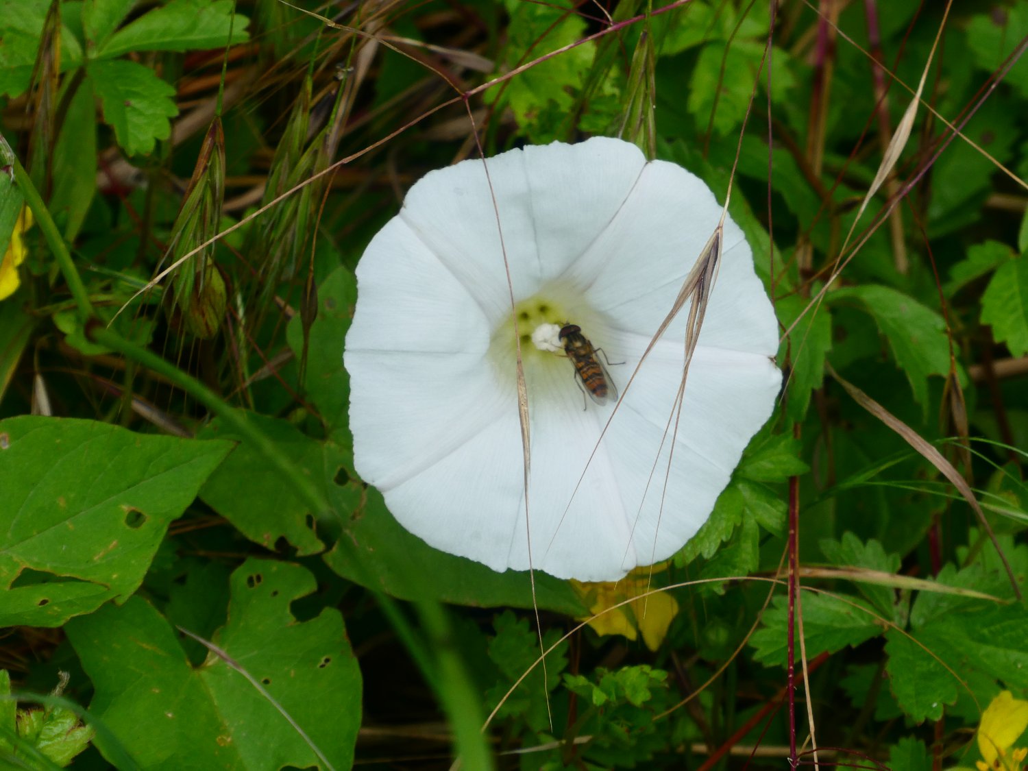 Solve Haagwinde / pispotje / Calystegia sepium .. with an insect in it ...