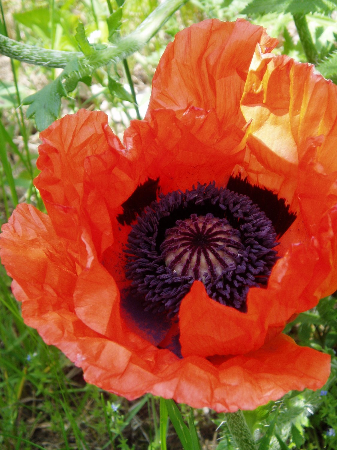 Solve Oriental poppy jigsaw puzzle online with 63 pieces