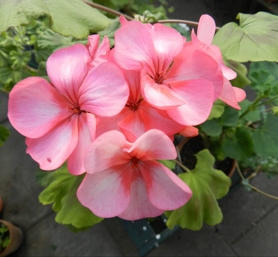 Puzzle | 36 pièces | Divas Star geranium | Jigidi