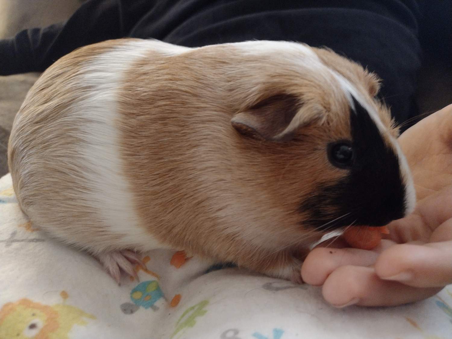 Solve Ponyo the Guinea Pig Eats a Carrot jigsaw puzzle online with 80 ...