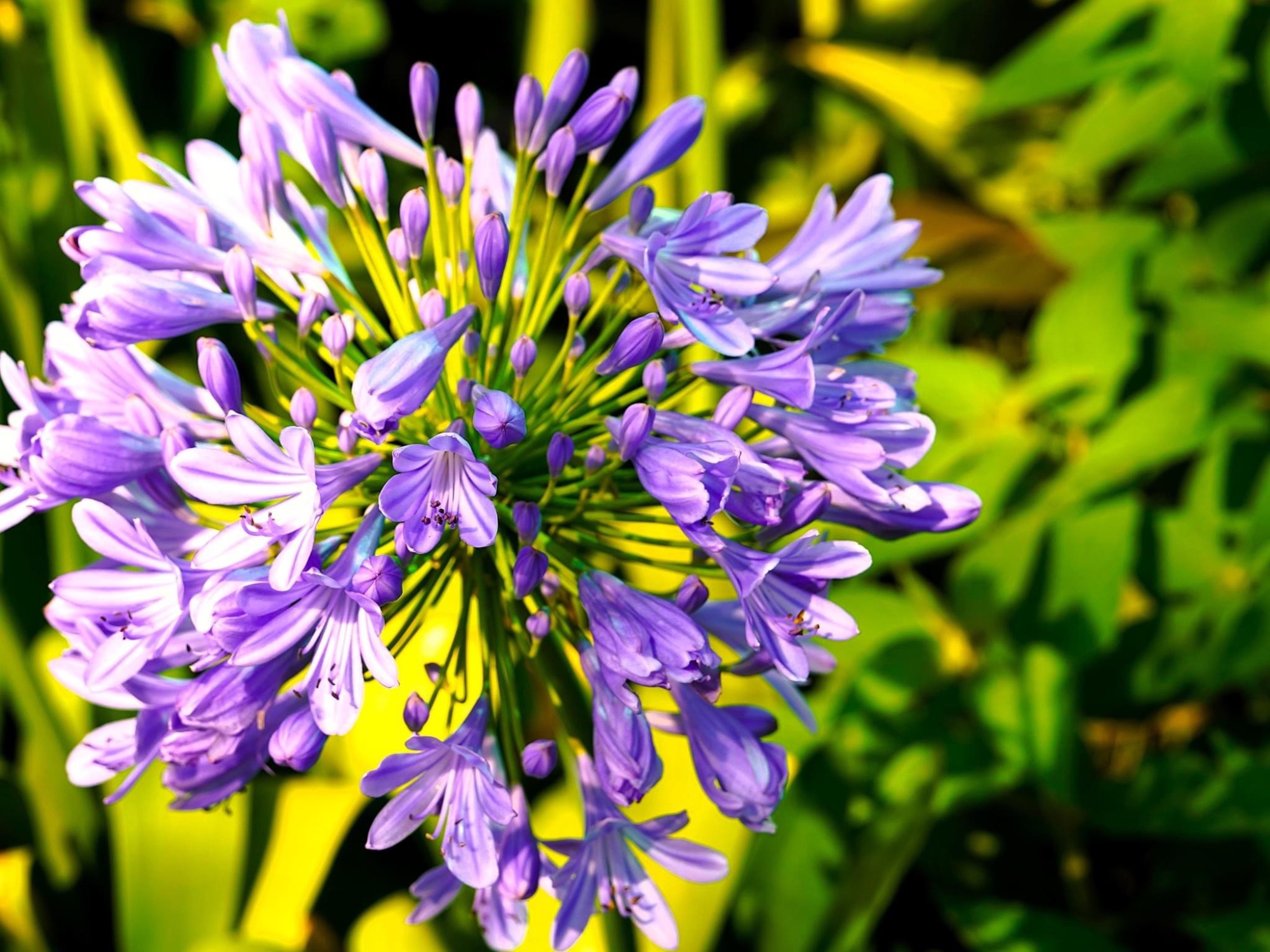 Solve Purple jigsaw puzzle online with 266 pieces