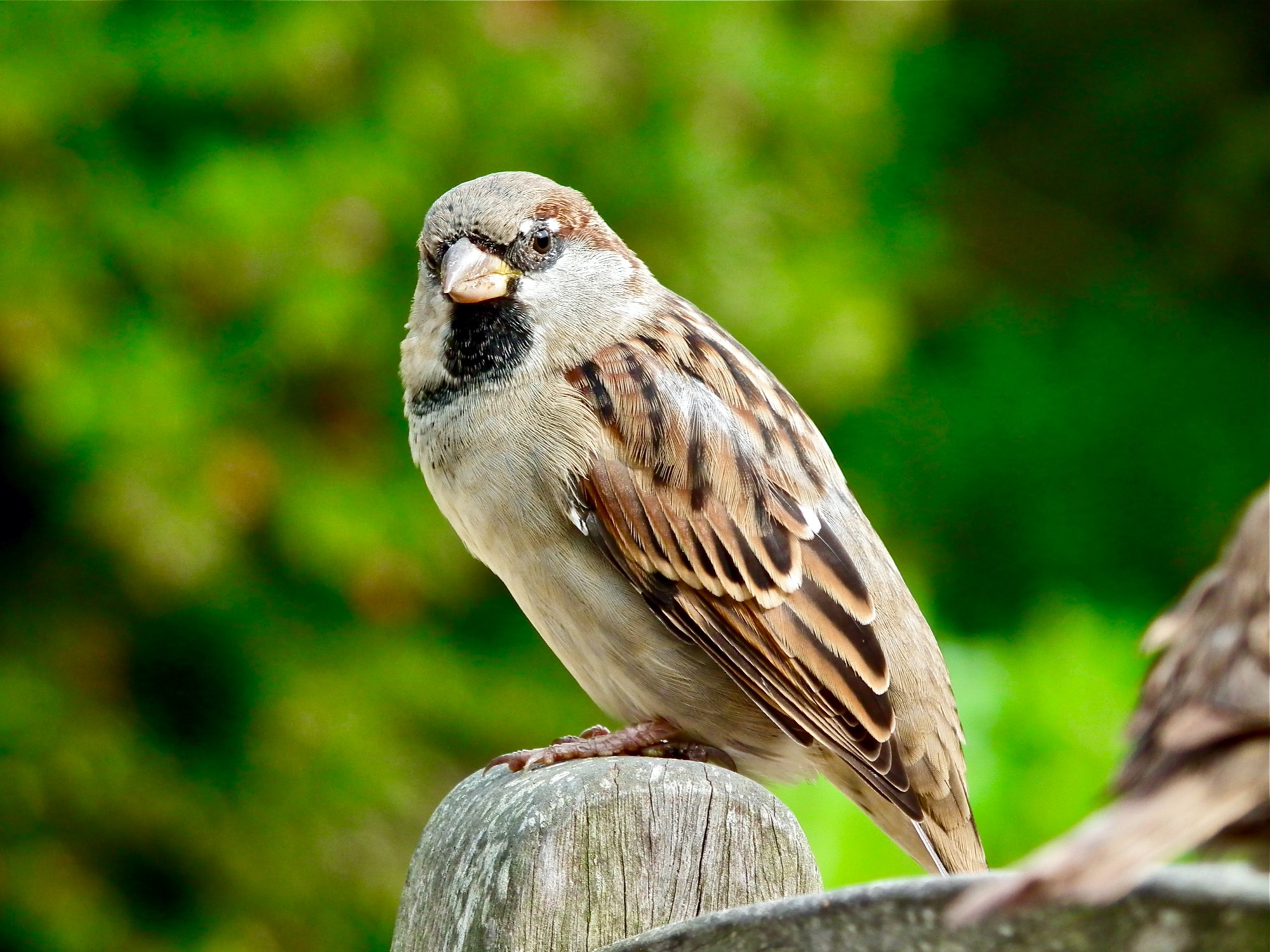 Solve House Sparrow jigsaw puzzle online with 99 pieces