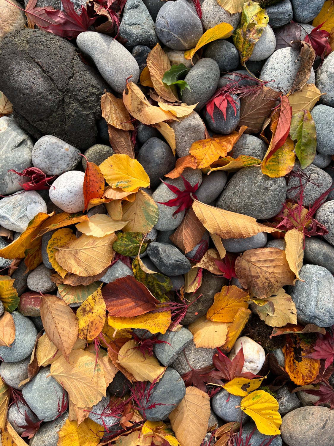 Solve leaves and rocks jigsaw puzzle online with 396 pieces