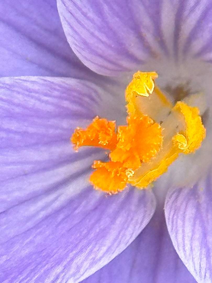 Solve My crocuses welcome spring jigsaw puzzle online with 63 pieces