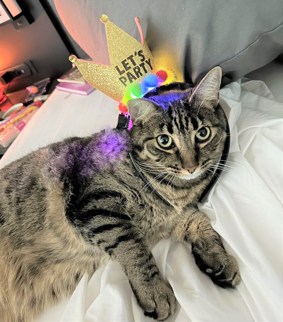 Solve Cat Dating Profiles - Hi. My name is Punky. I like to party in ...