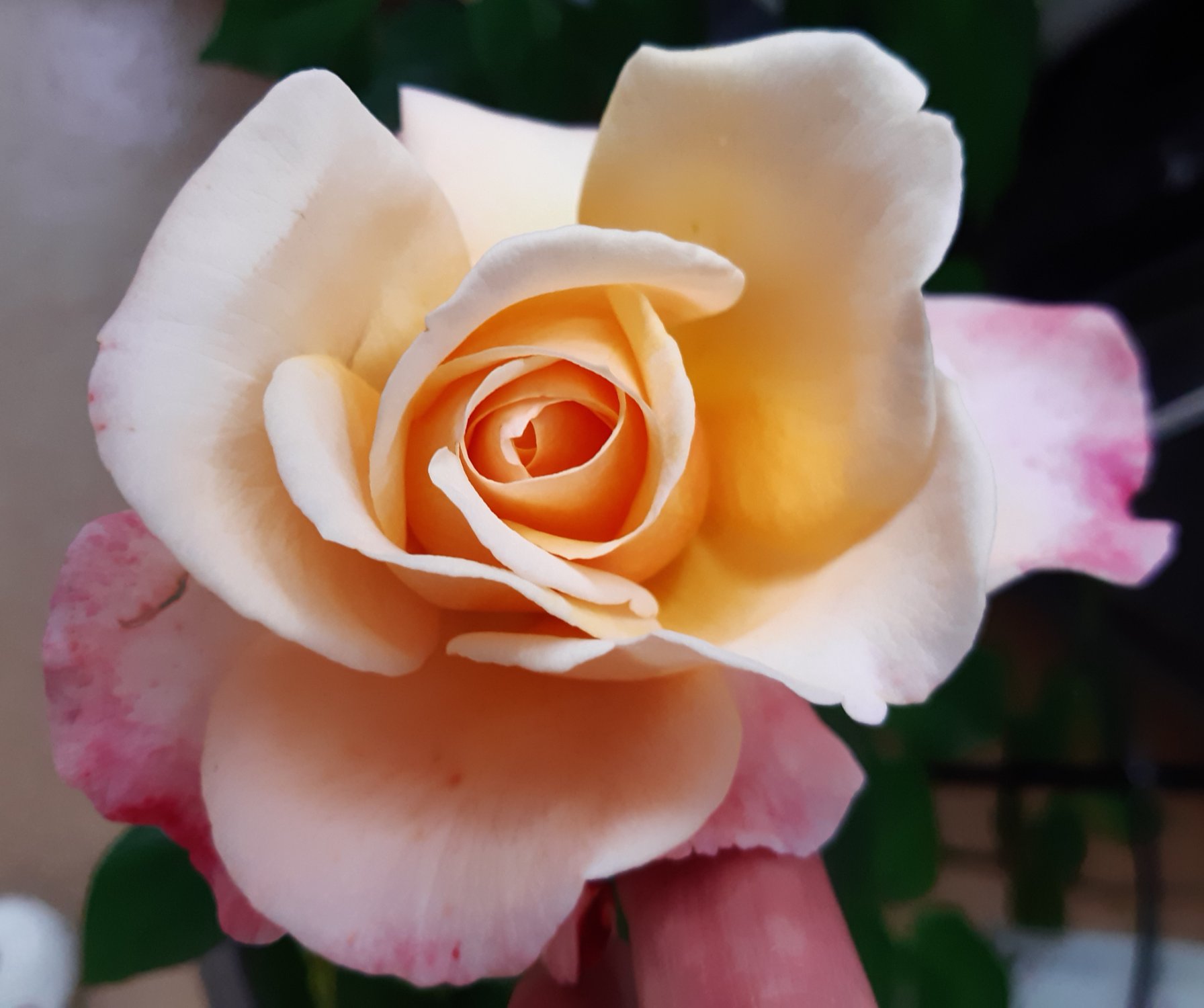 Solve Season of roses jigsaw puzzle online with 80 pieces