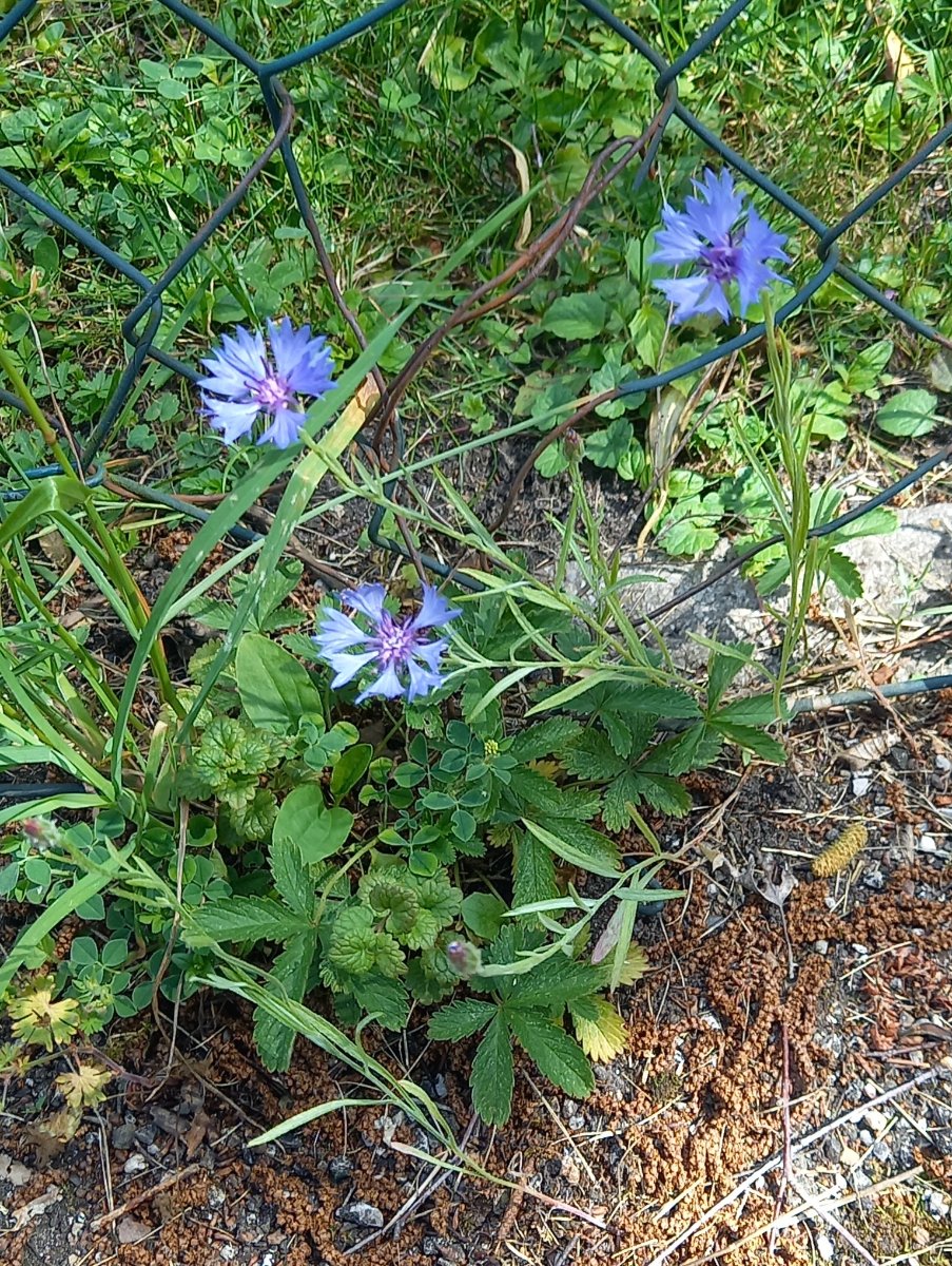 Jigsaw Puzzle | 30 pieces | Urban Biodiversity | Jigidi