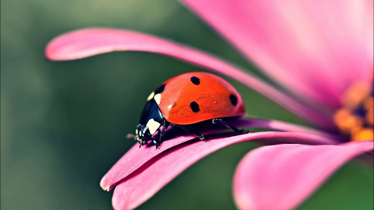 Solve 4 ~ Ladybird. jigsaw puzzle online with 60 pieces