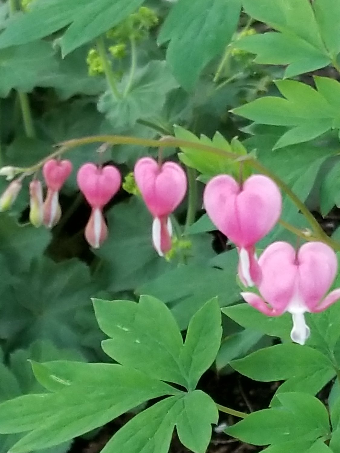 Solve Dwarf Bleeding Hearts jigsaw puzzle online with 450 pieces