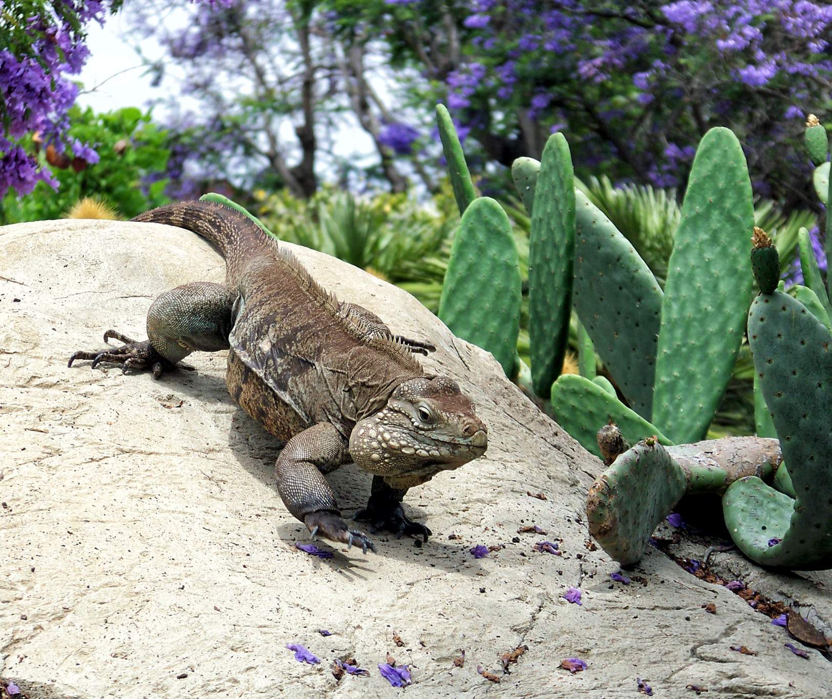 Solve San Diego Zoo - Iguana & Cacti jigsaw puzzle online with 143 pieces