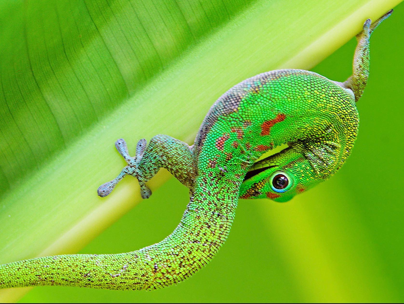 Solve Flexible and colourful Gecko. jigsaw puzzle online with 588 pieces