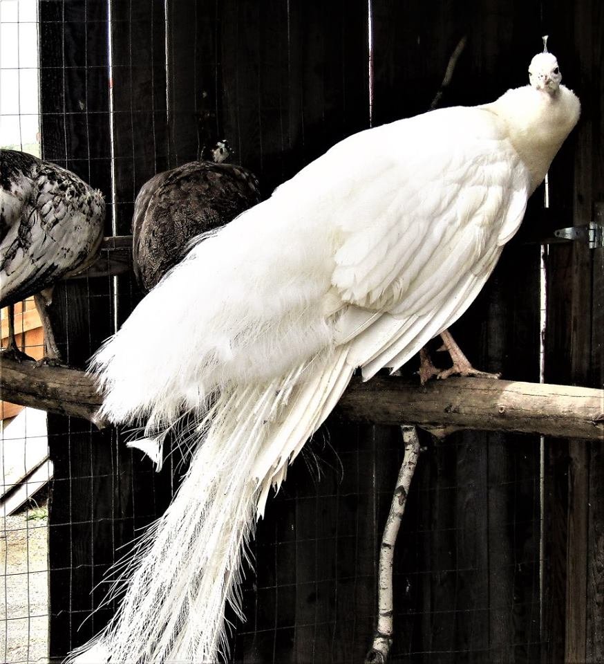 Solve I MAY NOT BE BLUE BUT I AM STILL BEAUTIFUL jigsaw puzzle online ...