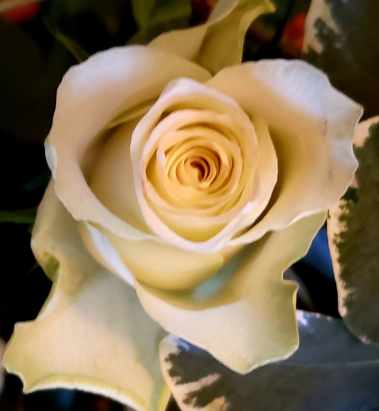 Solve White Rose jigsaw puzzle online with 42 pieces