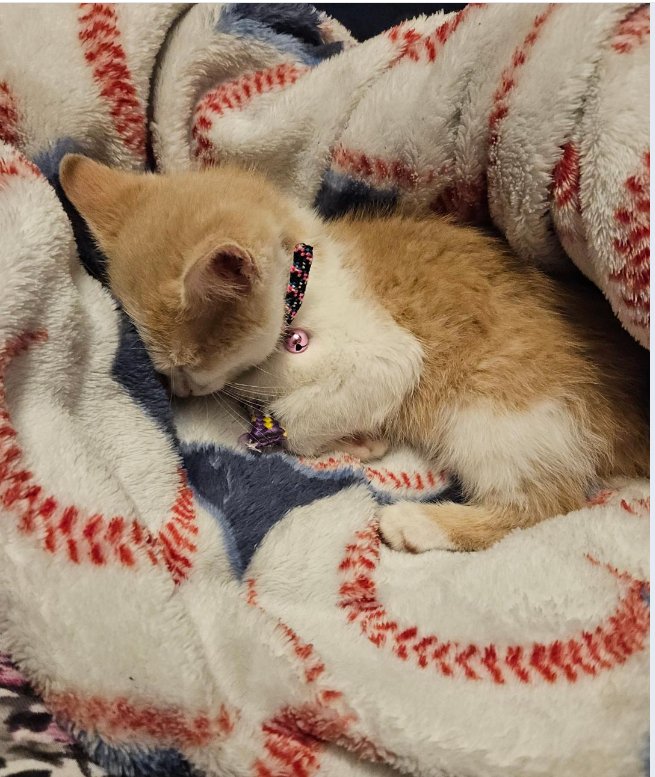 Solve Meet Mango jigsaw puzzle online with 20 pieces