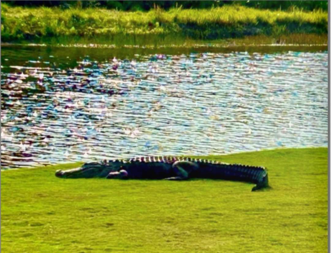 Jigsaw Puzzle | Alligator in Naples Florida | 70 pieces | Jigidi