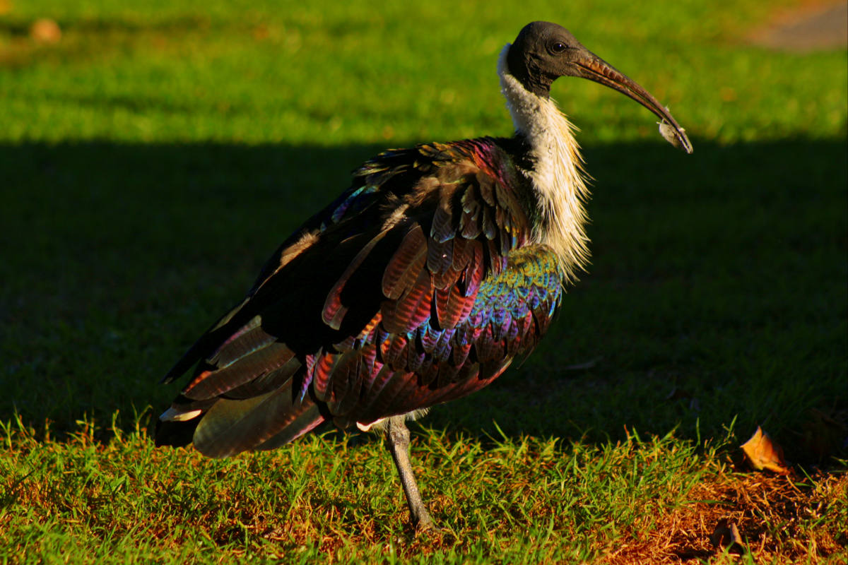 Solve Straw Neck Ibis jigsaw puzzle online with 96 pieces