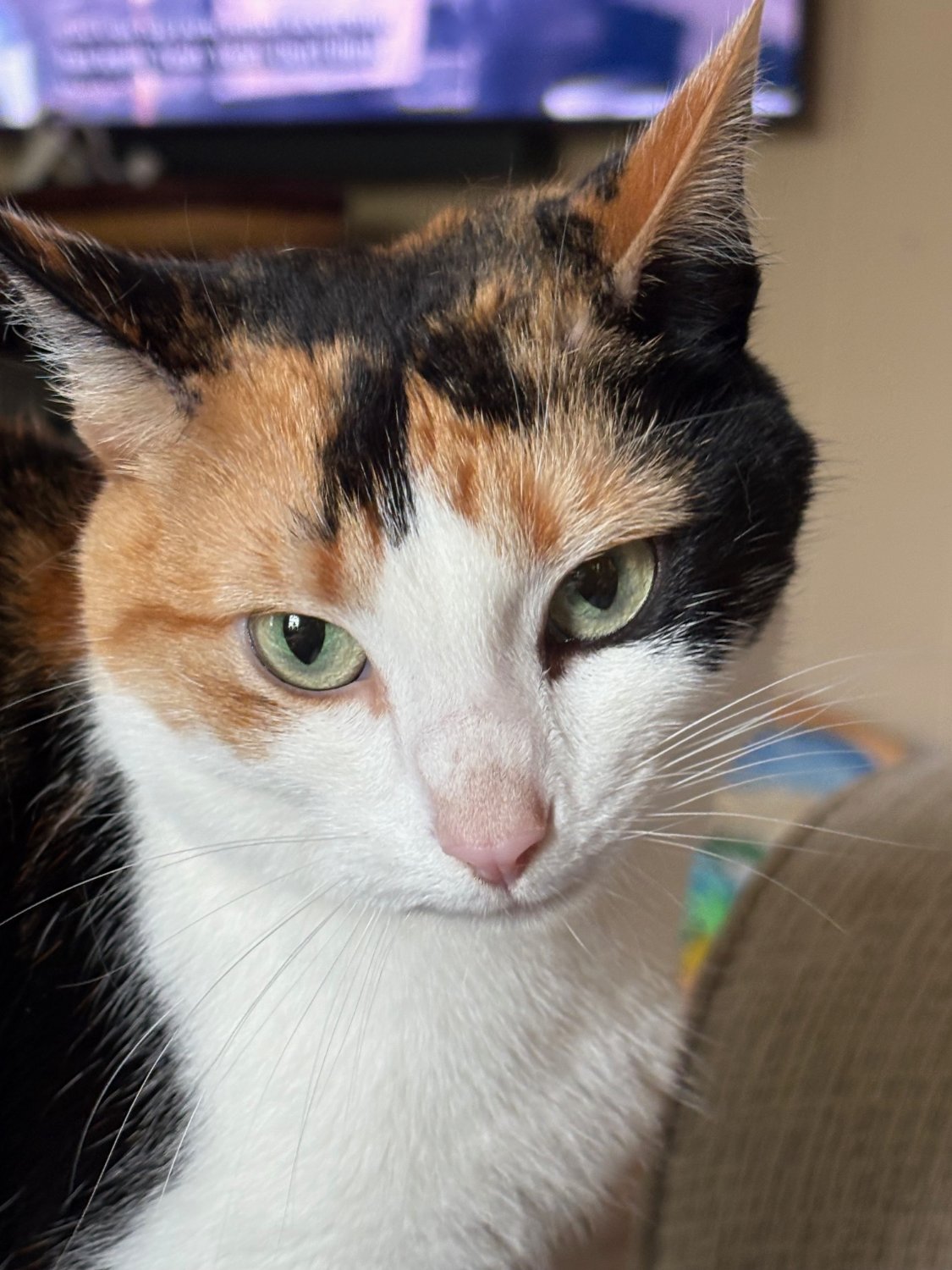 Solve Isabel jigsaw puzzle online with 63 pieces